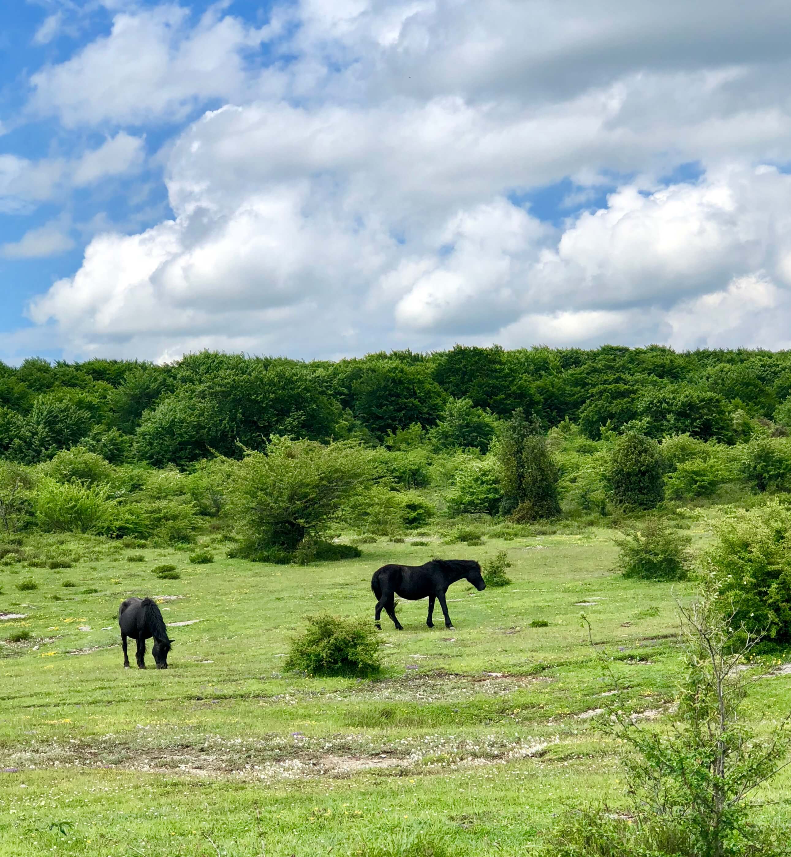 PRC BU 46 Senda circular del Encinal | Las Merindades